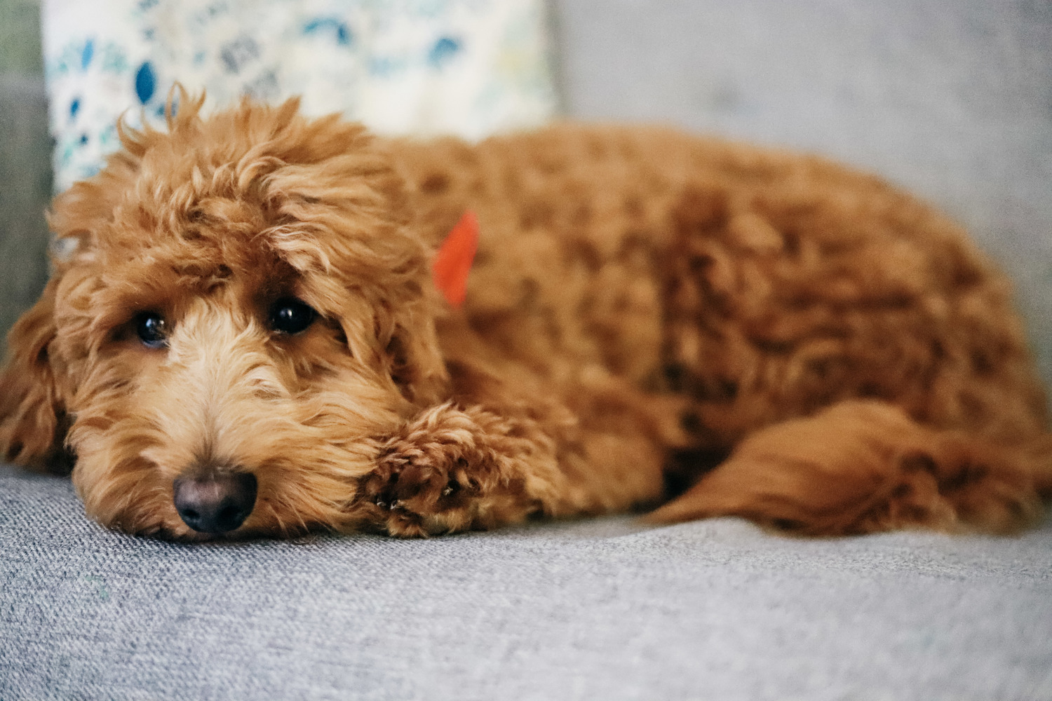 Alexis Sapp, Licensed Professional Counselor, Hoover, AL, 35244 ...