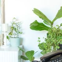 Naomi McGrath, Counsellor, Loftus, NSW, 2232 | Psychology Today