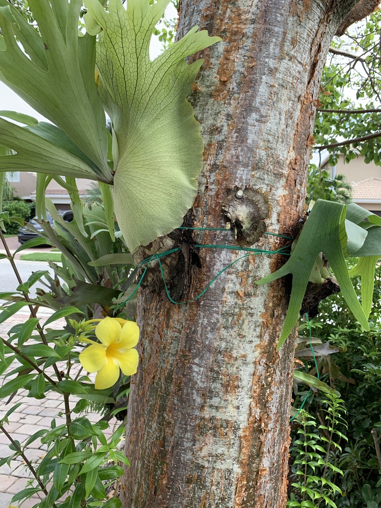 Peter Bronstein, Psychiatric Nurse Practitioner, Wellington, FL, 33414 ...