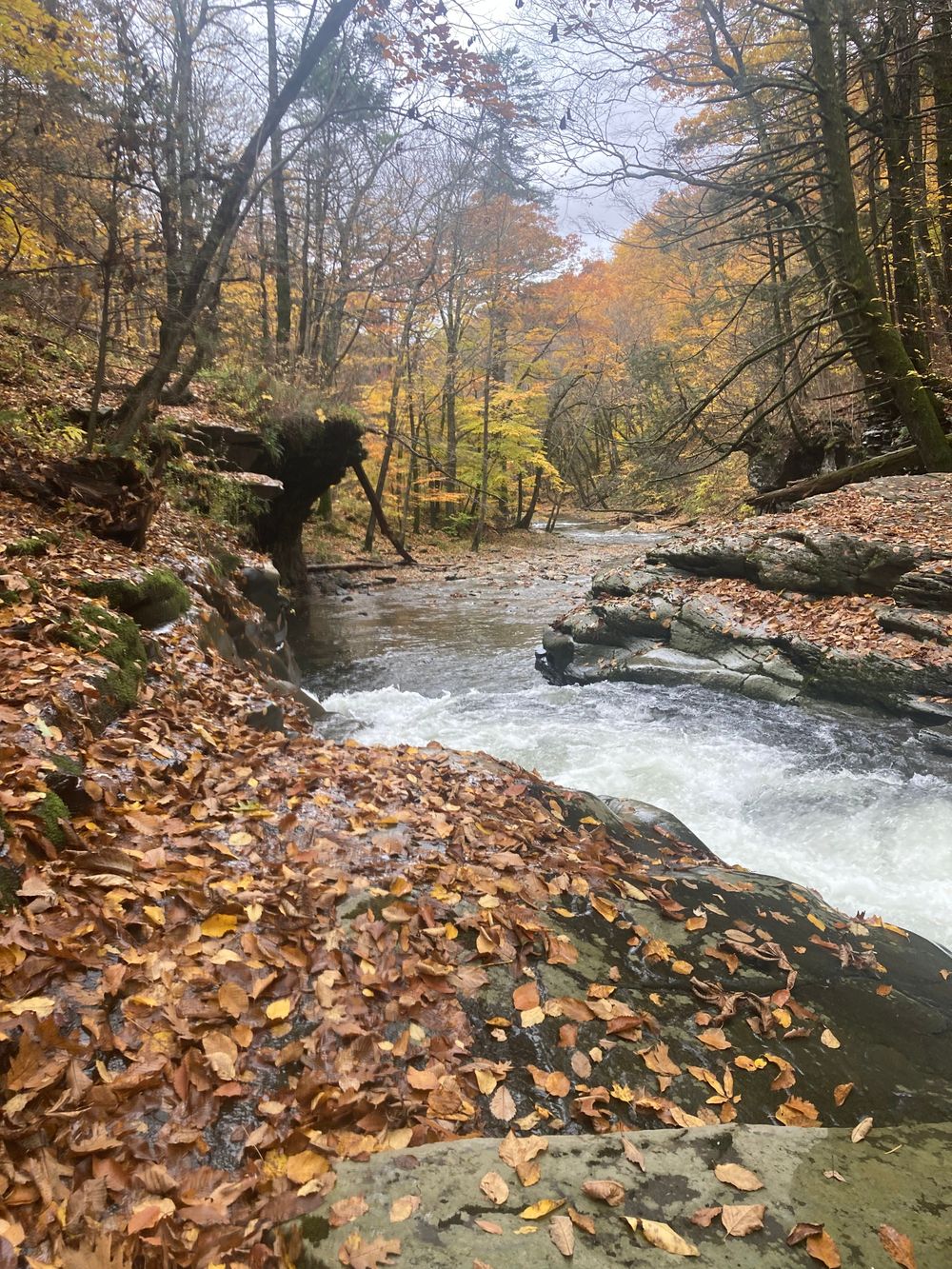 Devon Brady, Counselor, Kingston, NY, 12401 | Psychology Today