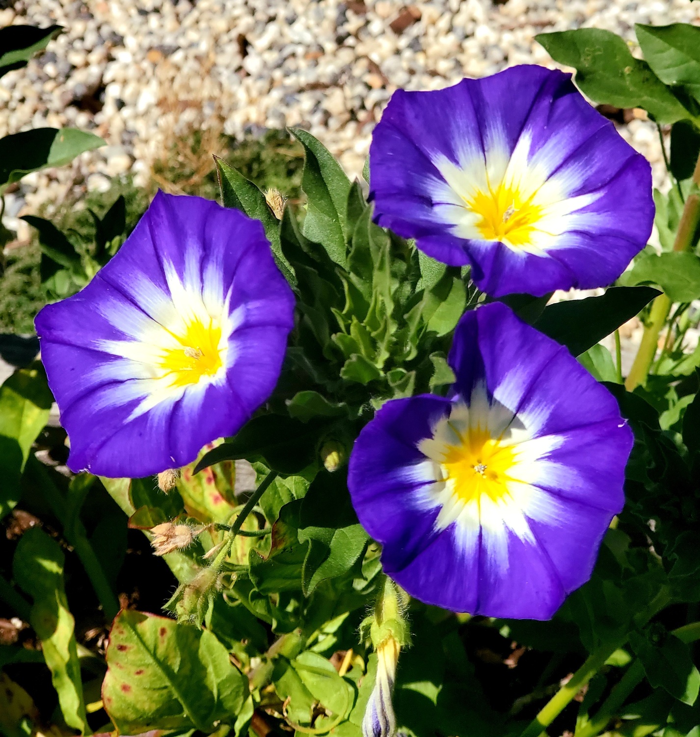 Mind Mechanic Rapid Resolution Therapy, Clinical Social Work/Therapist ...