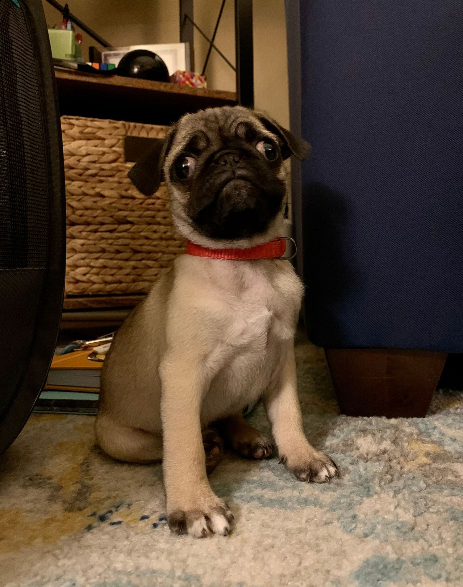 Kelly Canavan, Counselor, Crystal Lake, IL, 60014 | Psychology Today