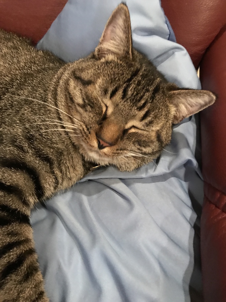 Ellen Silver Lcswr, Clinical Social Work/Therapist, West Seneca, NY ...