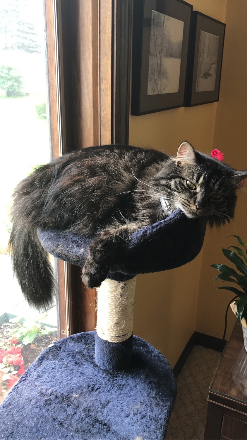 Ellen Silver Lcswr, Clinical Social Work/Therapist, West Seneca, NY ...