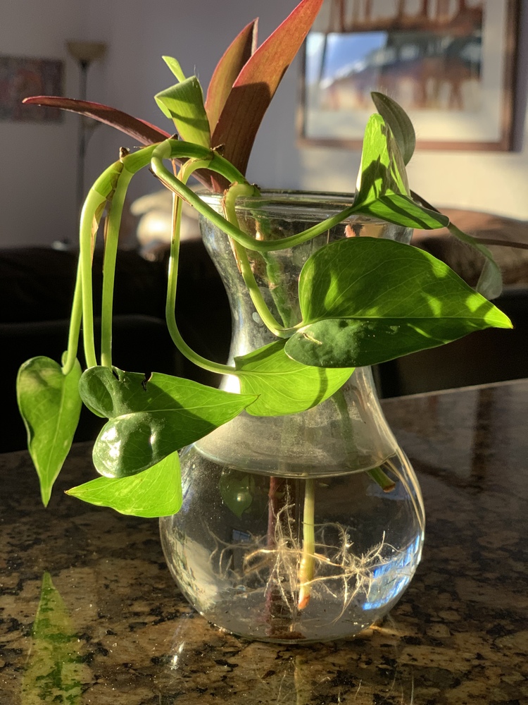 Peter Bronstein, Psychiatric Nurse Practitioner, Wellington, FL, 33414 | Psychology Today