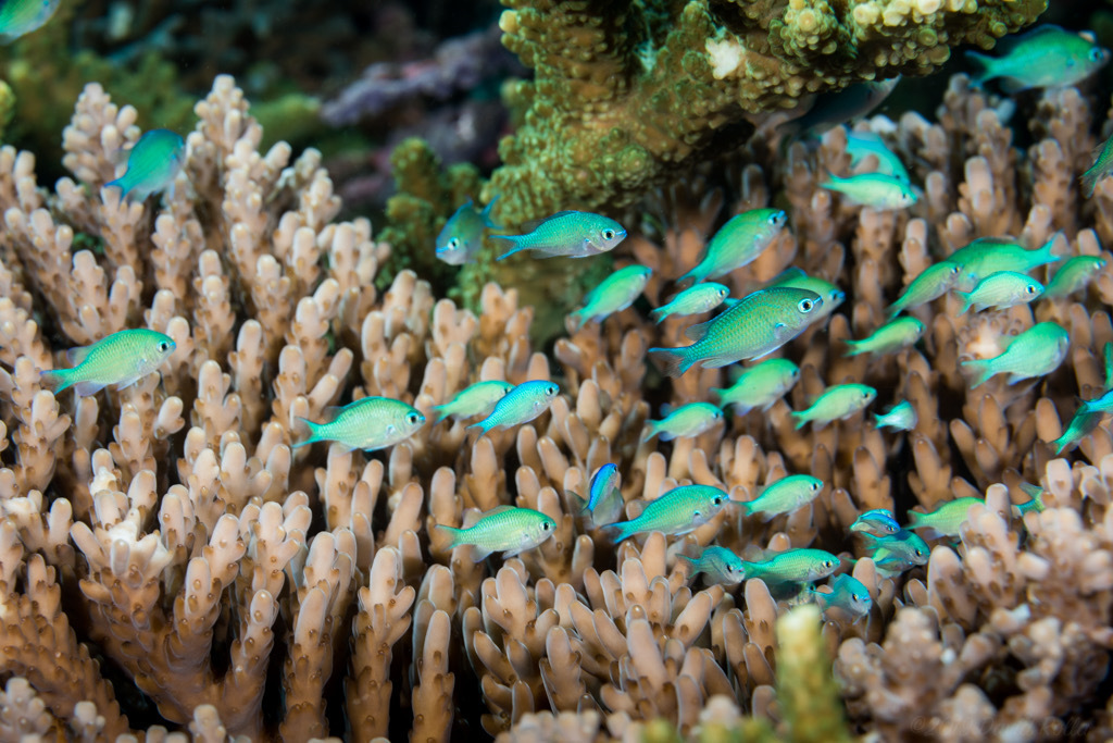 Ruth Davis MFT LLC, Marriage & Family Therapist, Honolulu, HI, 96817 ...