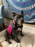 Raven Rajani, Clinical Social Work/Therapist, Lawrence, KS, 66044 ...