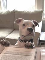 Lisa Simonson, Licensed Clinical Professional Counselor, Boise, ID ...