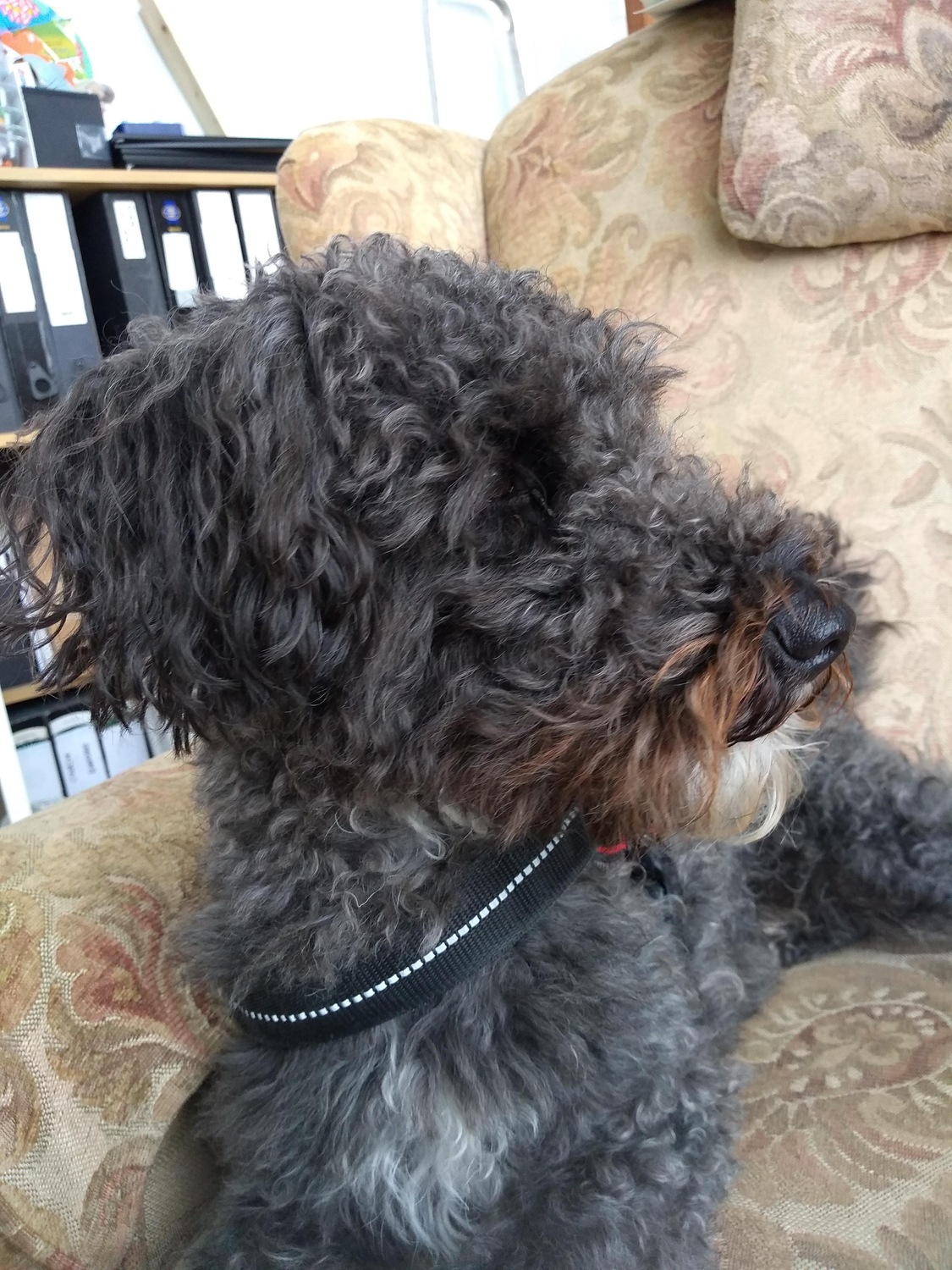 Challenging-Behaviour BSc, FD, Dip, OADip, MBACP., Counsellor, Leighton ...