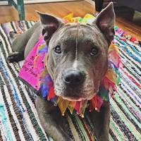 Raven Rajani, Clinical Social Work/Therapist, Lawrence, KS, 66044 ...