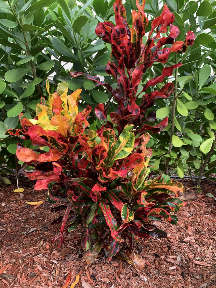 Peter Bronstein, Psychiatric Nurse Practitioner, Wellington, FL, 33414 | Psychology Today