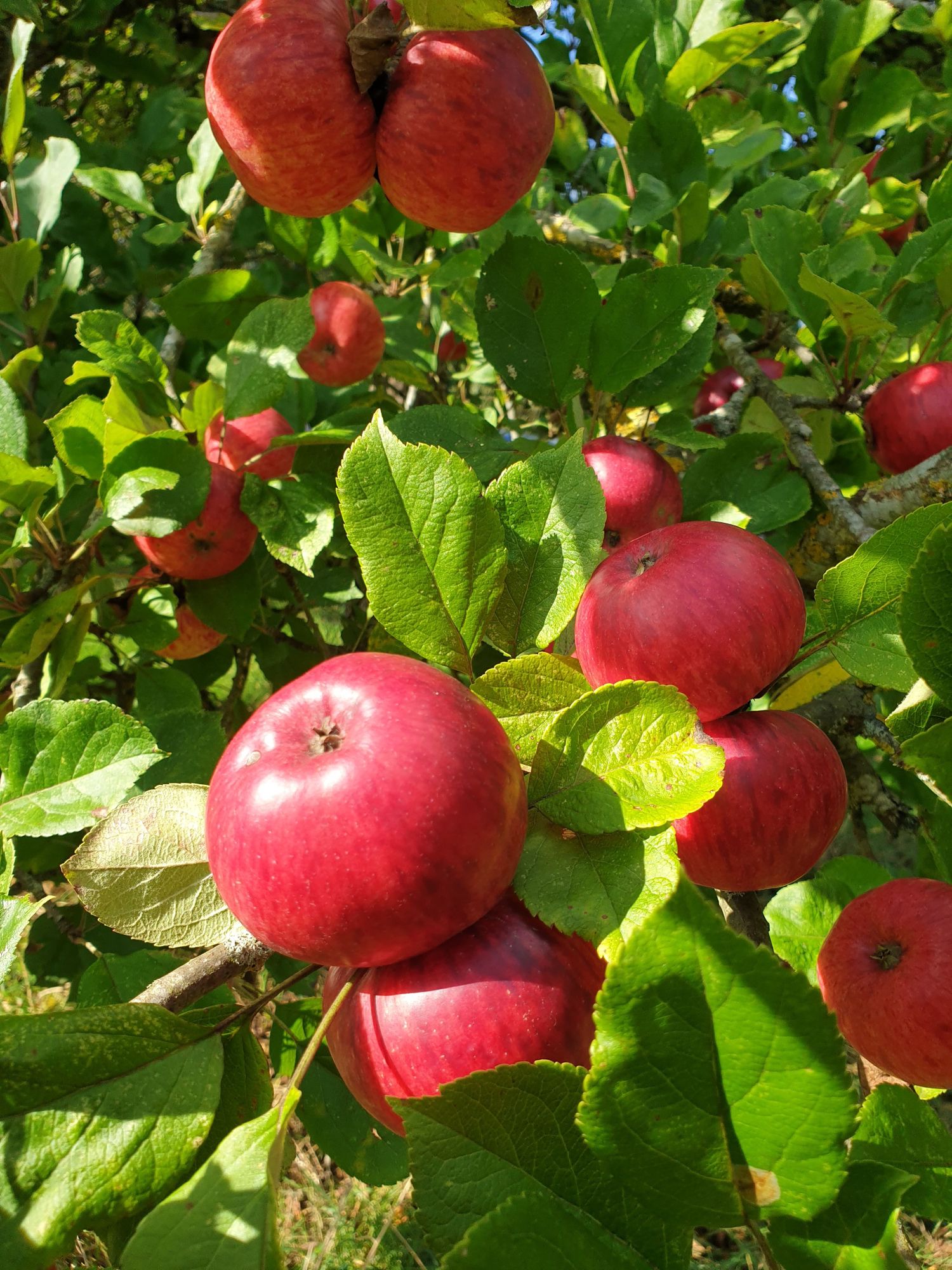 Emma Madeley, Counsellor, Hereford, HR2 | Psychology Today