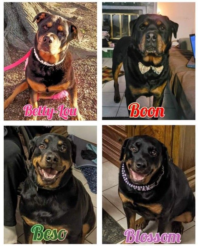 Michelle Robb, Licensed Professional Counselor, Saint Charles, MO ...