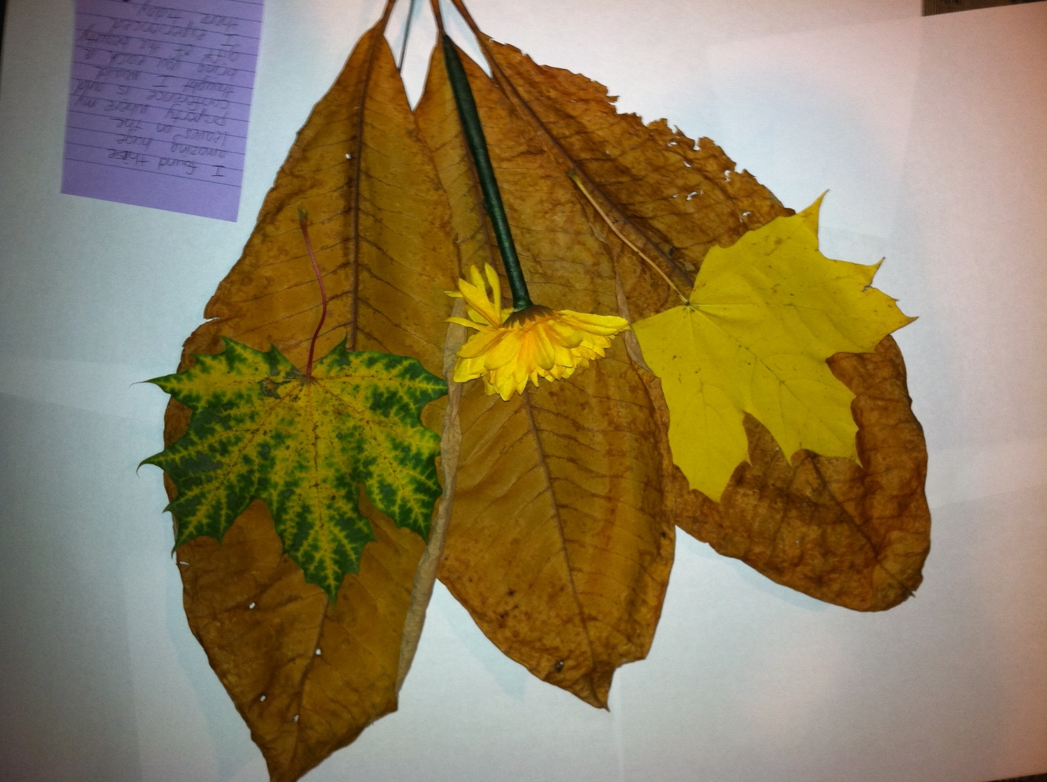 Beth Mahler, Clinical Social Work/Therapist, Pompton Lakes, NJ, 07442 ...