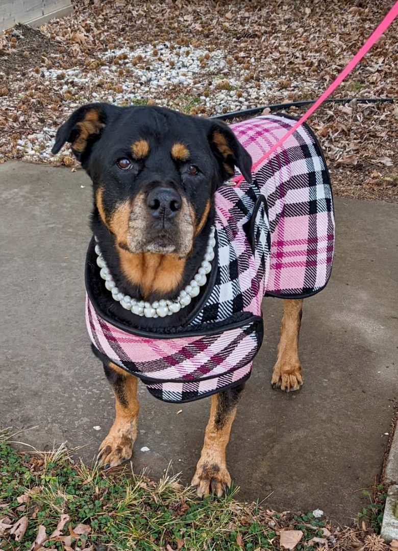 Michelle Robb, Licensed Professional Counselor, Saint Charles, MO ...