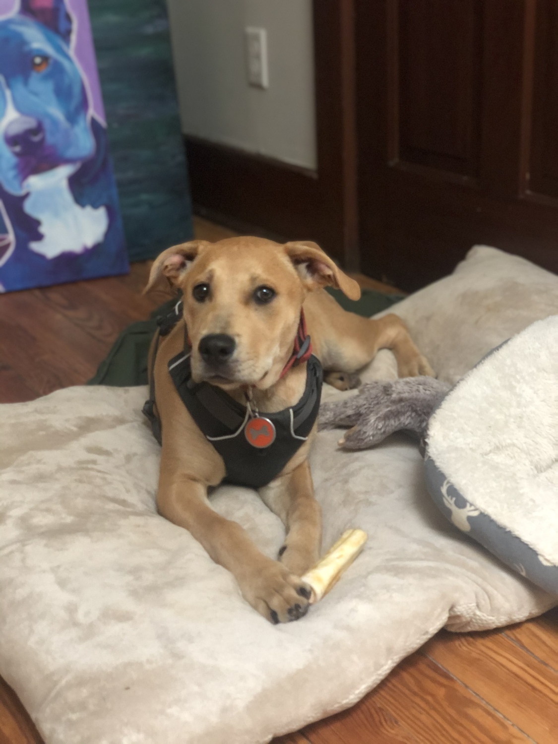 Raven Rajani, Clinical Social Work/Therapist, Lawrence, KS, 66044 ...