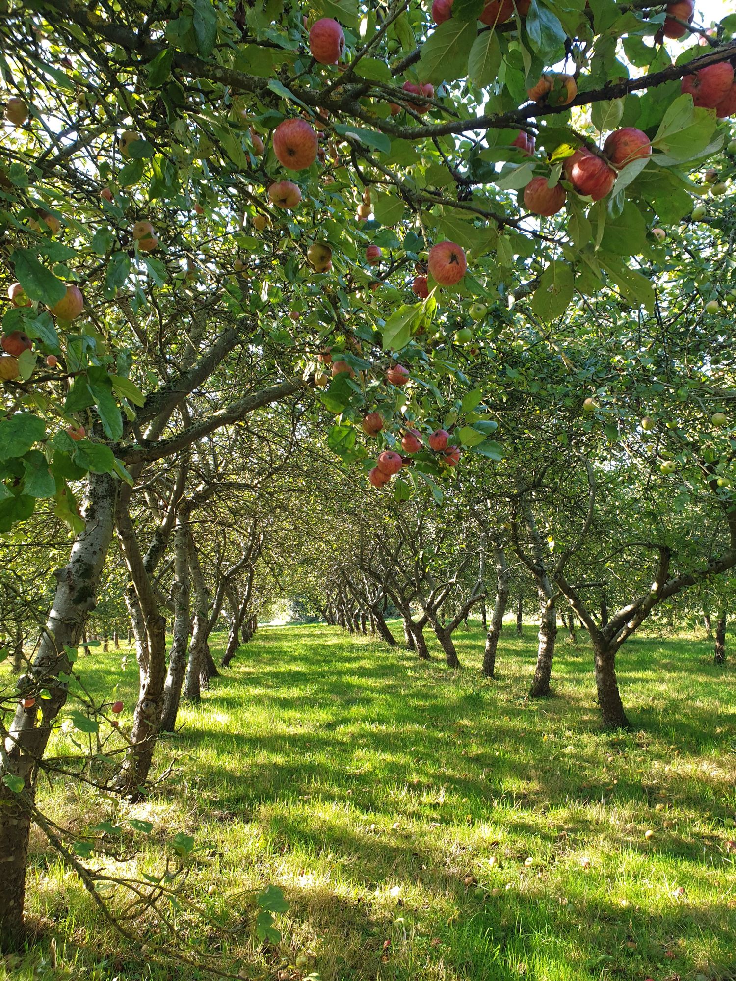 Emma Madeley, Counsellor, Hereford, HR2 | Psychology Today