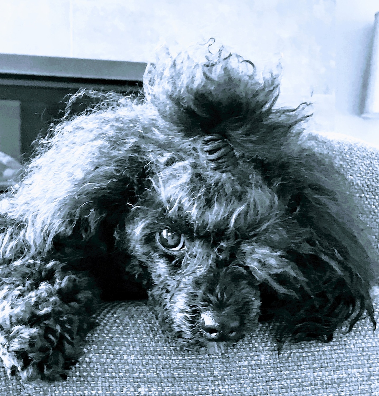 Brandi Allen, Counsellor, Victoria, BC, V9A | Psychology Today