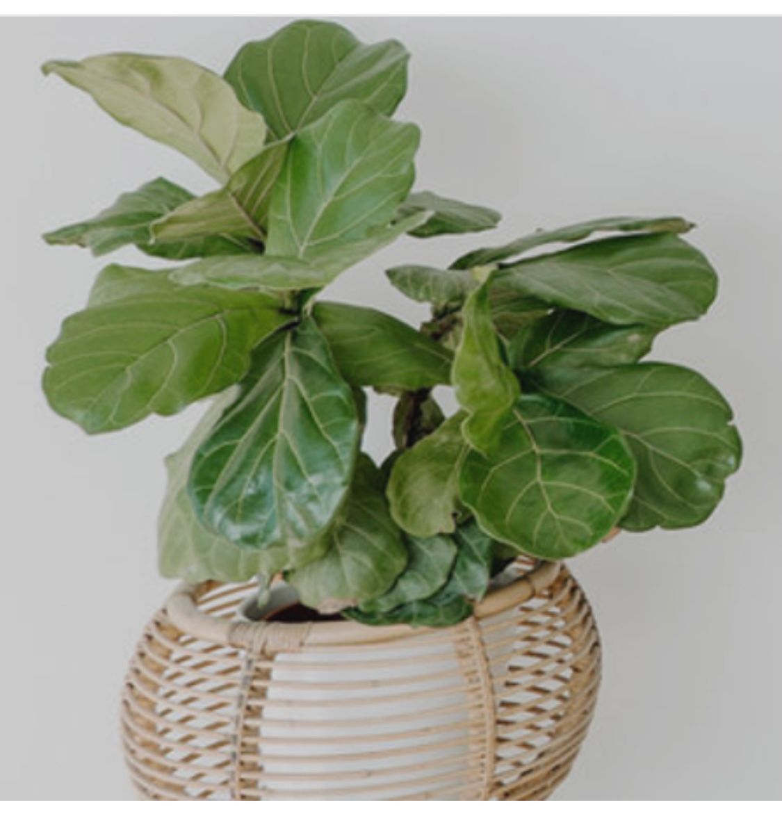 Jamilla Johnson, Psychologist, Buderim, QLD, 4556 | Psychology Today