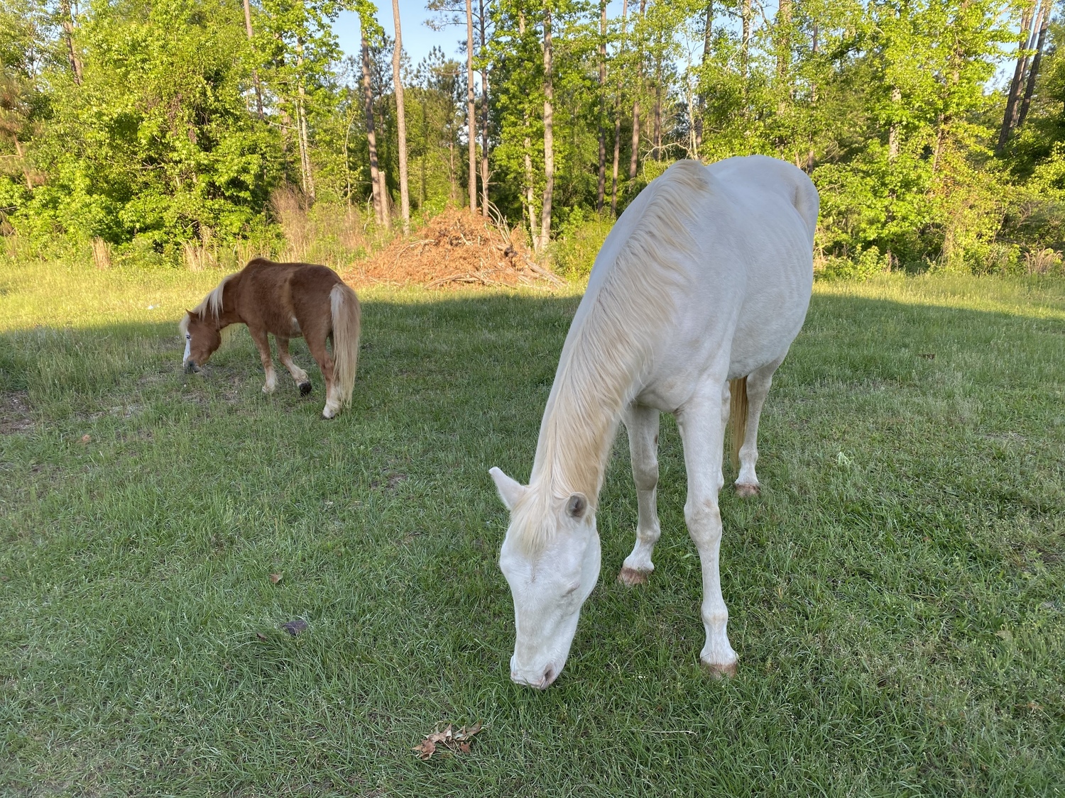 The PEACH Pit, Clinical Social Work/Therapist, Fort Valley, GA, 31030 ...