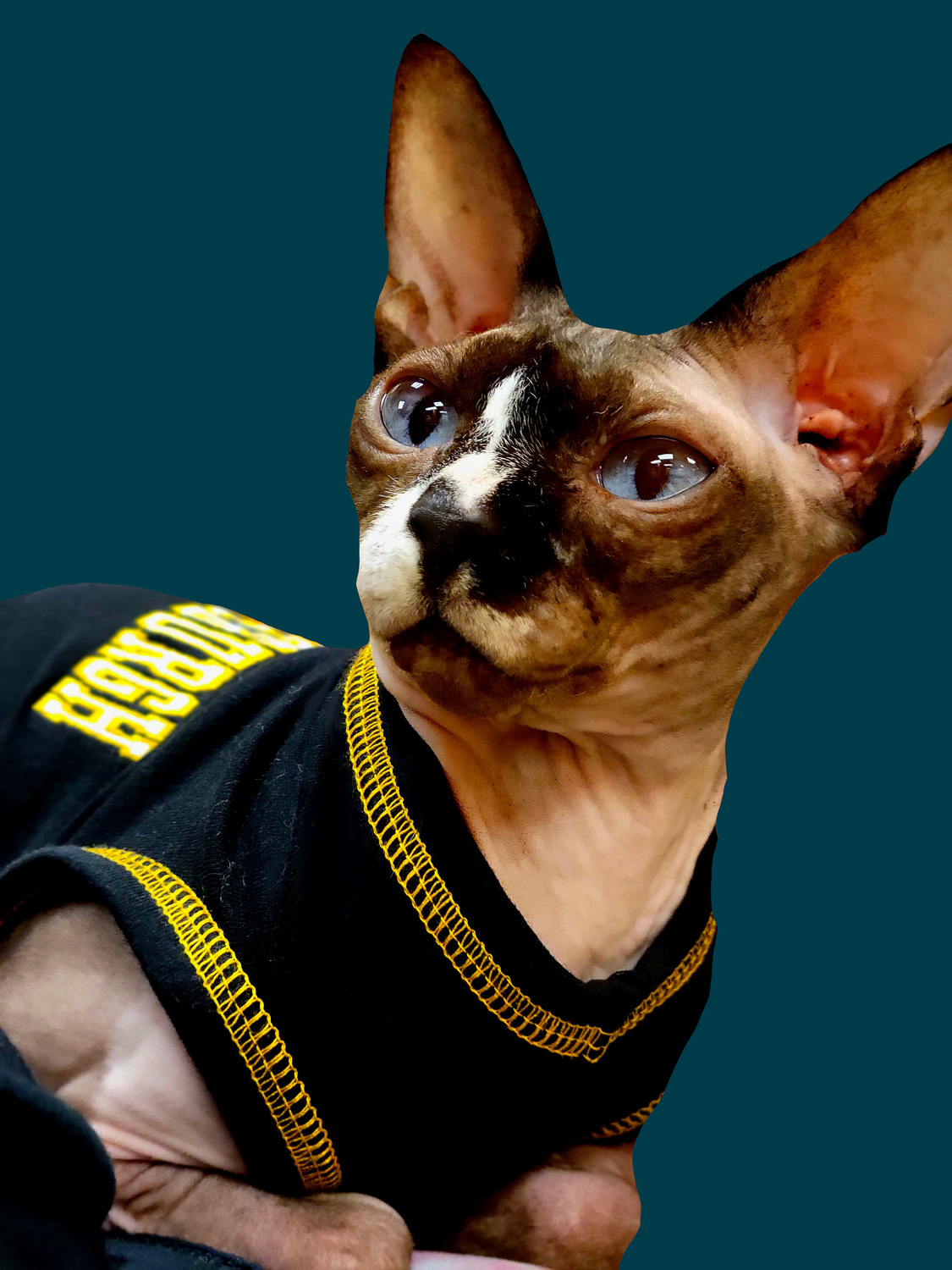 Sydney Stephenson, Pre-Licensed Professional, Pittsburgh, PA, 15217 ...